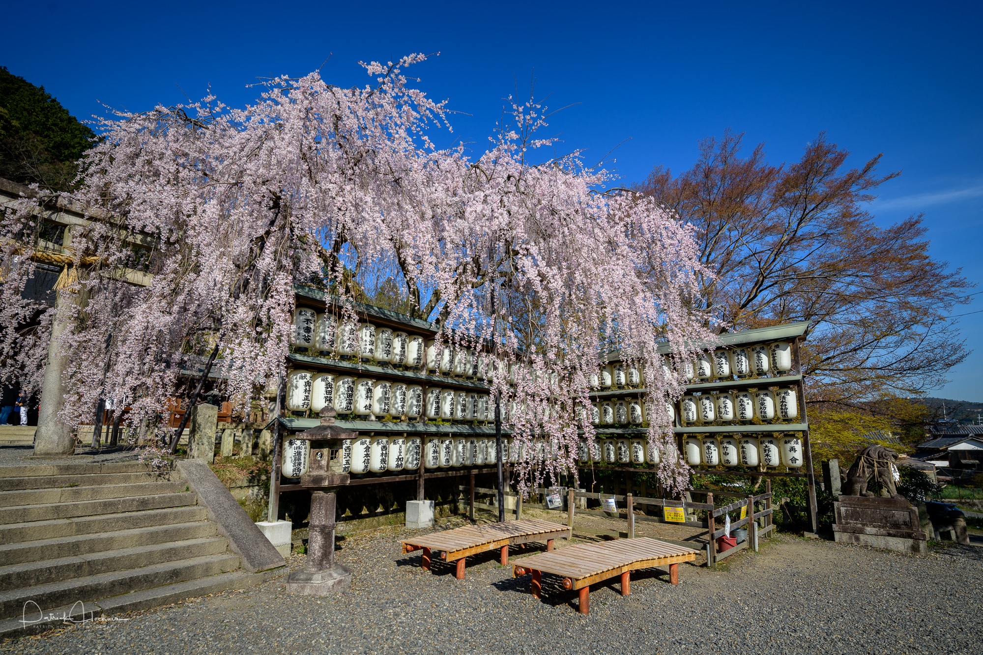 Hanami 2020 - My Kyoto Photo